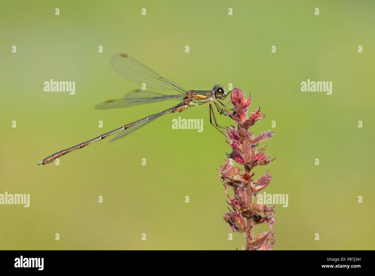 Imago Houtpantserjuffer; Adult Western Willow Spreadwing Stock Photo ...