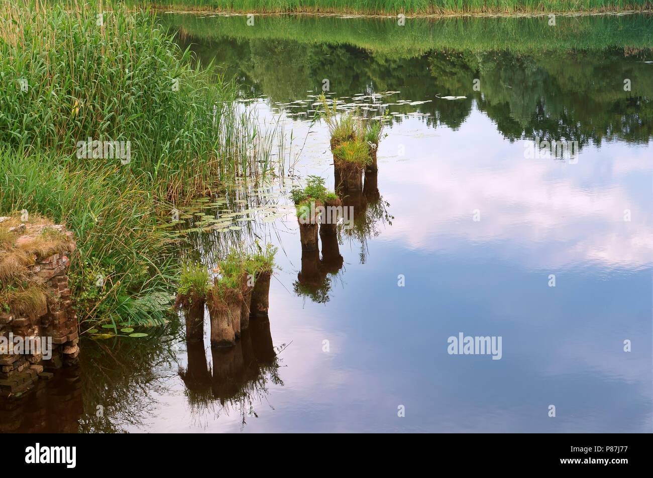 picturesque beautiful swamp, dry tree trunks in the swamp Stock Photo ...