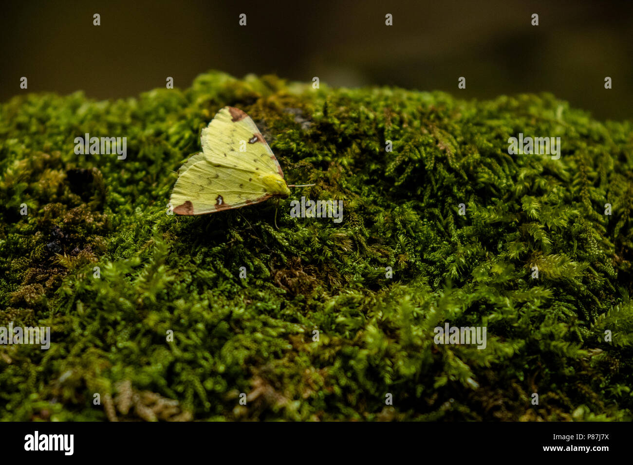 Moths feathery antennae hi-res stock photography and images - Alamy