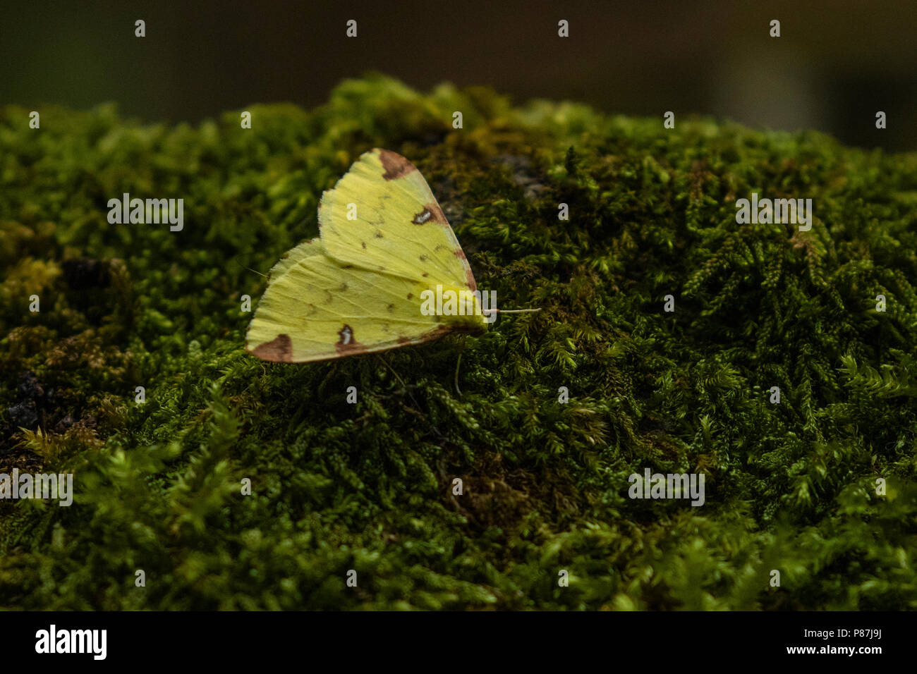 A brimstone moth (UK) rests on a moss covered wall Stock Photo - Alamy