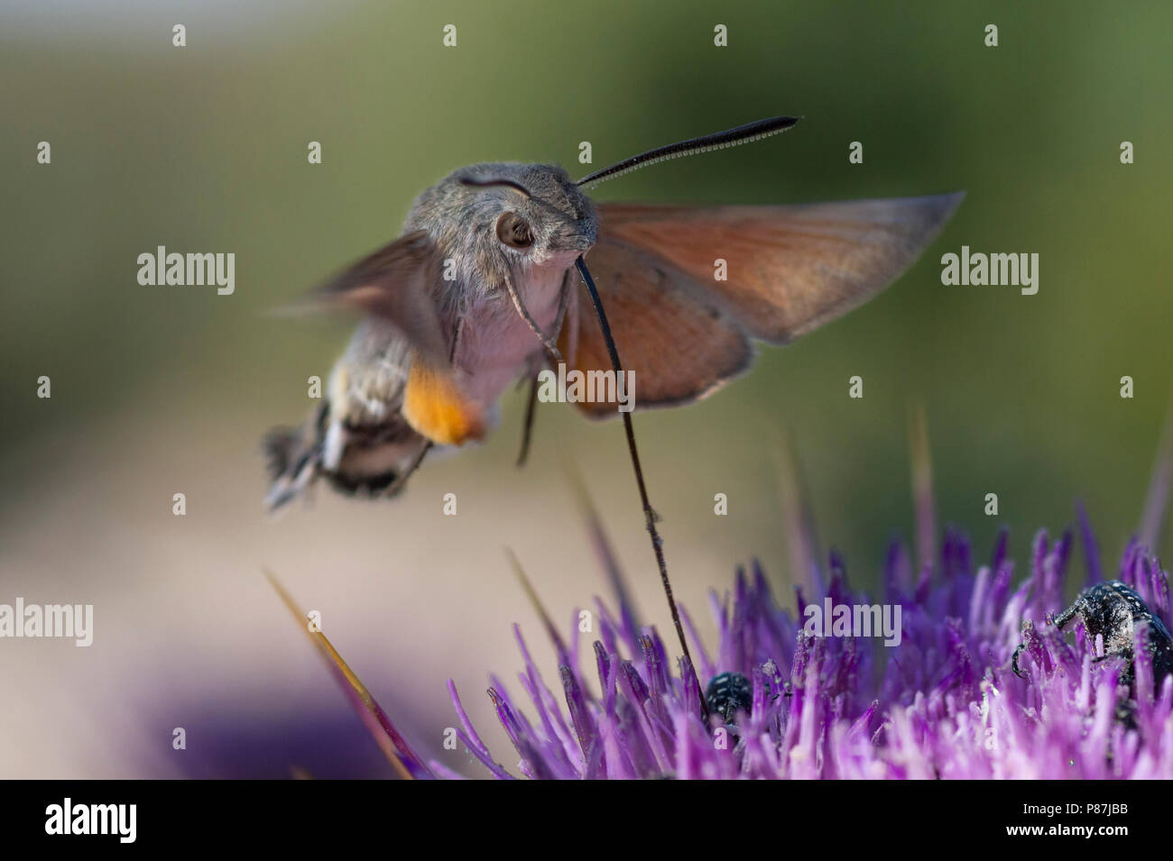 Hummingbird hawk-moth - Taubenschwänzchen - Macroglossum stellatarum ...