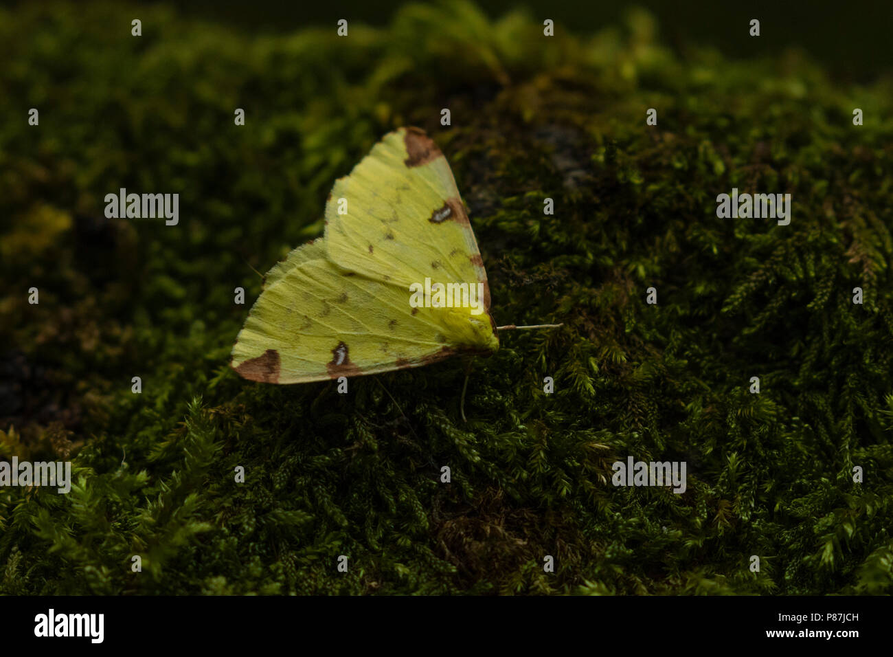 A brimstone moth (UK) rests on a moss covered wall Stock Photo - Alamy
