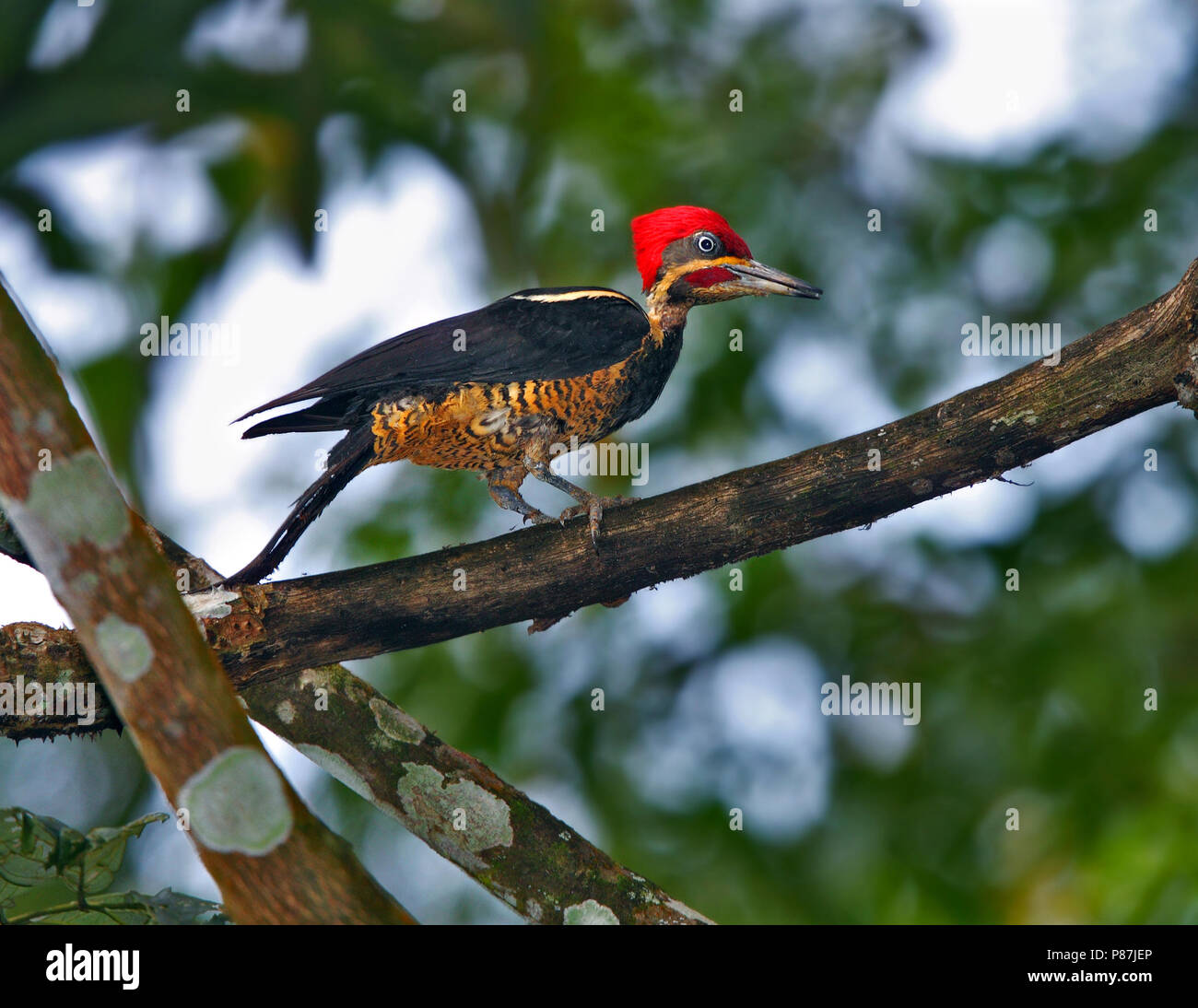 Lineated woodpecker hi-res stock photography and images - Alamy