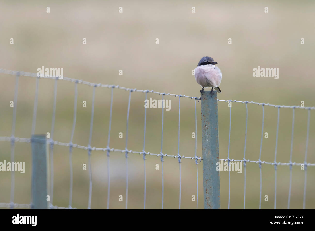 Iberian grey shrikes hi-res stock photography and images - Alamy
