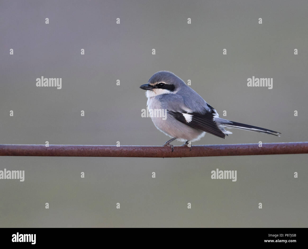 Iberian grey shrikes hi-res stock photography and images - Alamy