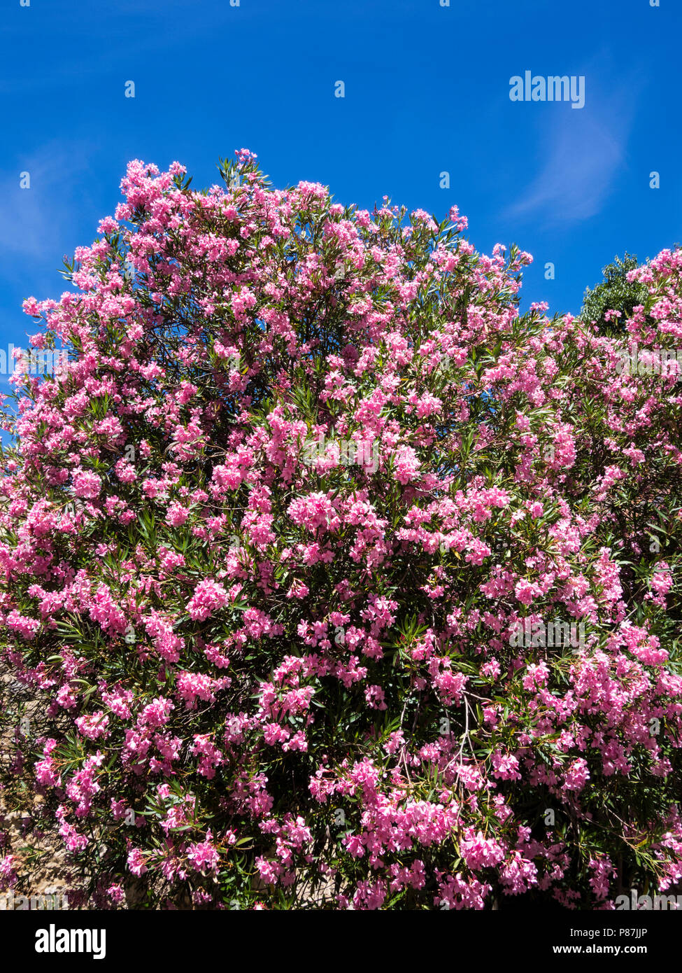 Wild nerium oleander hi-res stock photography and images - Alamy