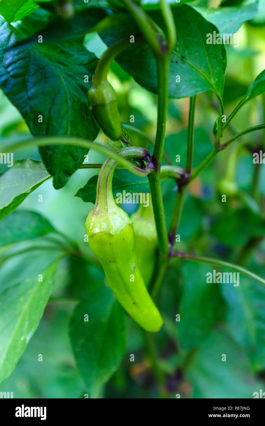Green pepper capsicum seedling hi-res stock photography and images - Alamy
