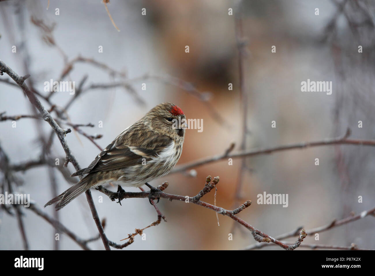 Barmsijs hi-res stock photography and images - Alamy