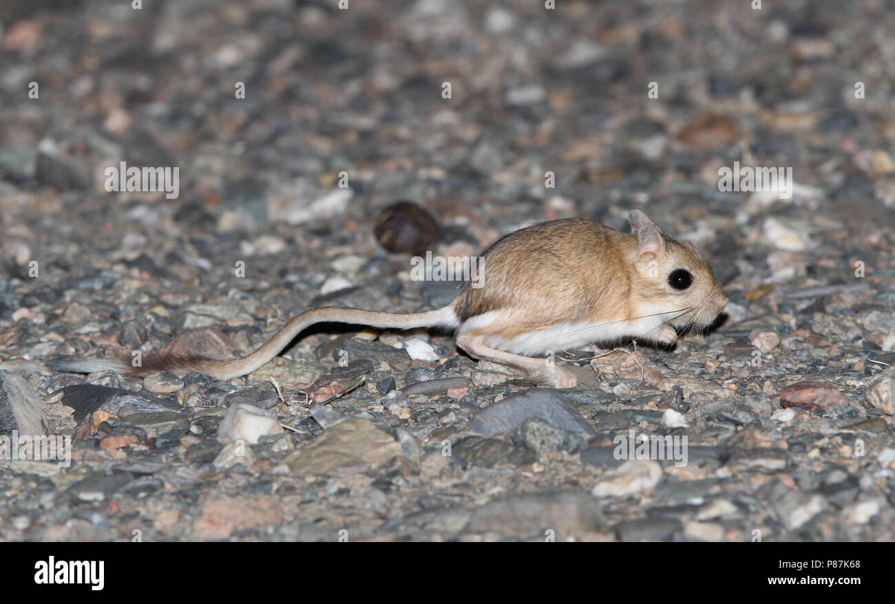 Desert Jerboa High Resolution Stock Photography and Images - Alamy