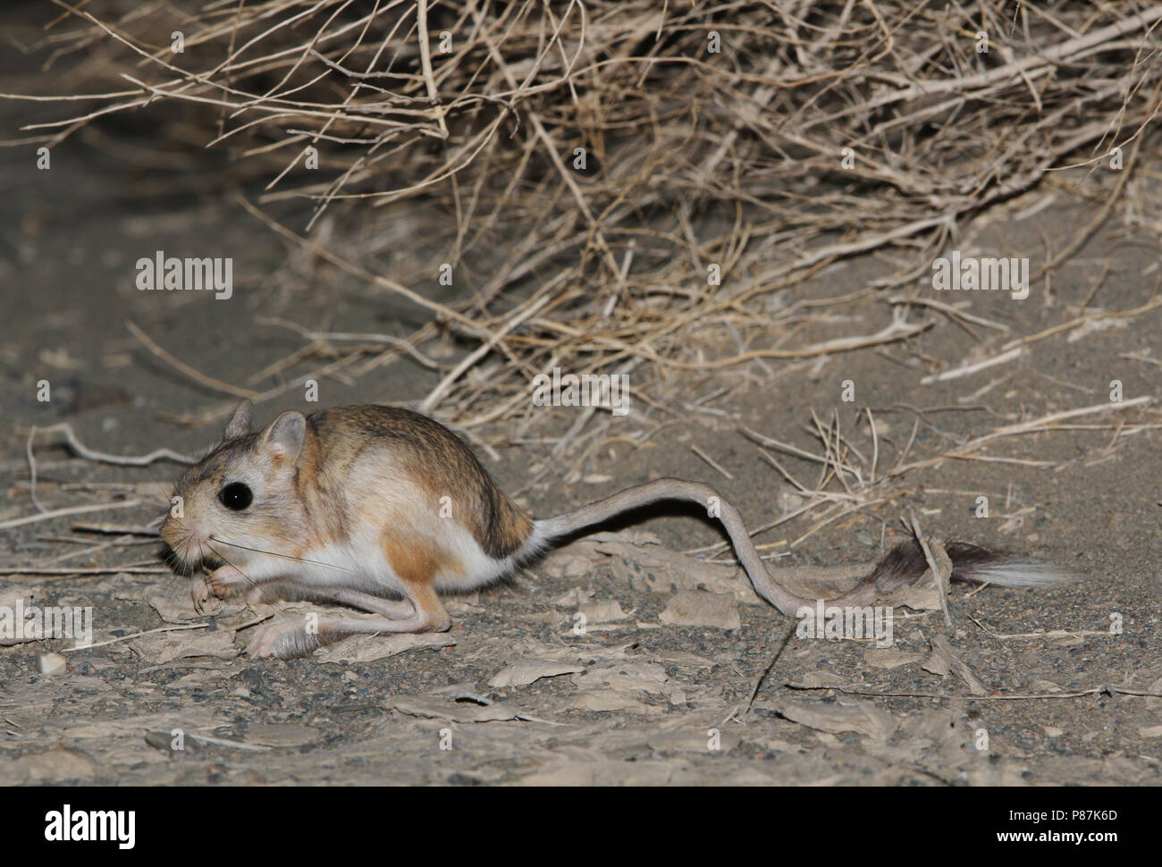 Northern three-toed jerboa (Dipus sagitta) active during the night in a ...