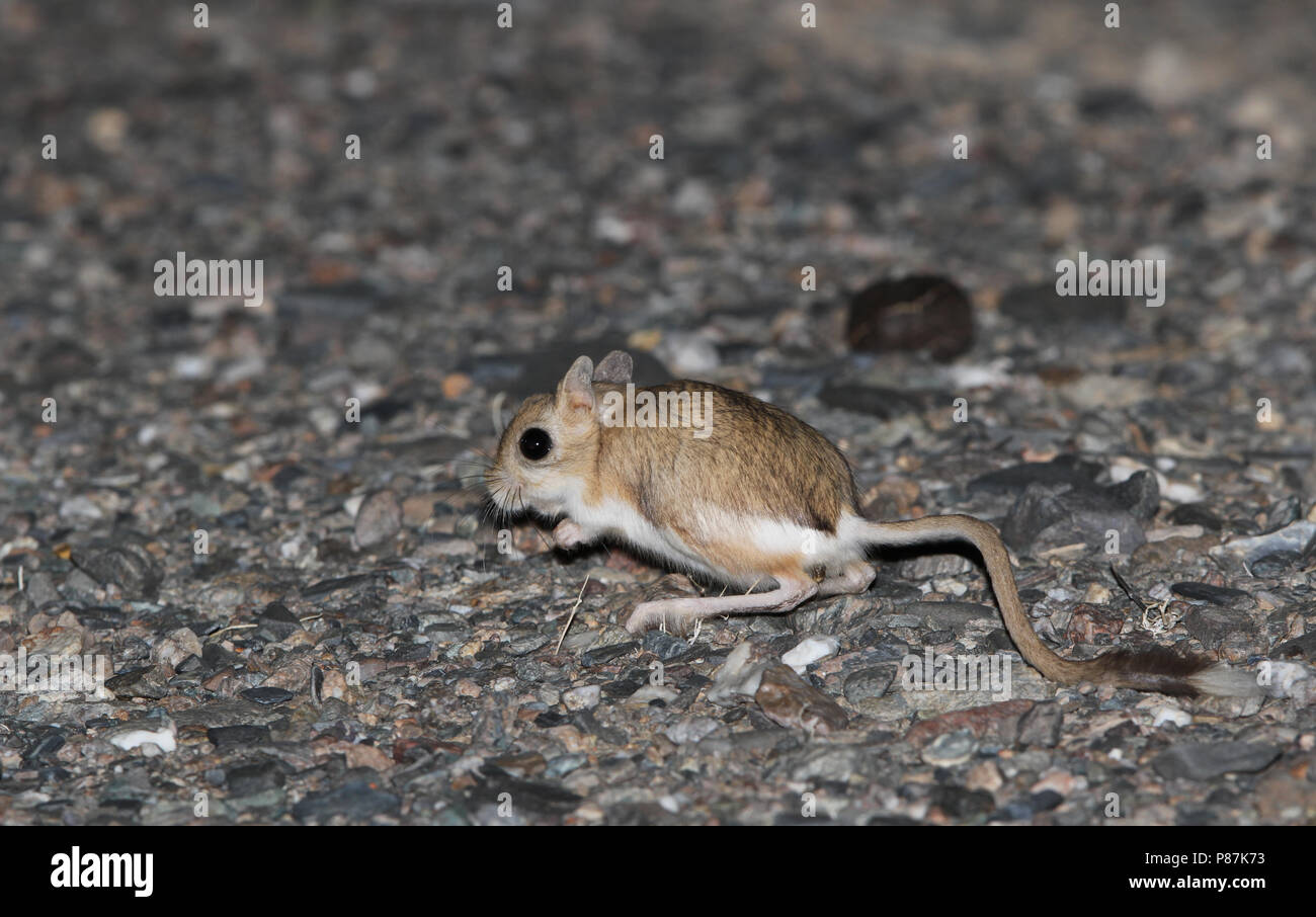 Northern three toed jerboa hi-res stock photography and images - Alamy