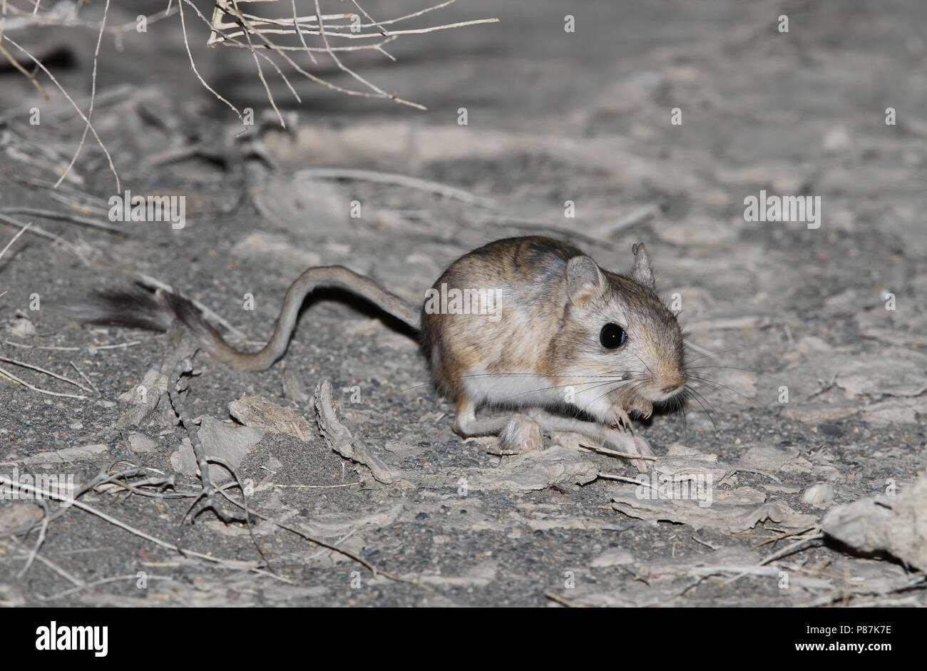 Desert Jerboa High Resolution Stock Photography and Images - Alamy