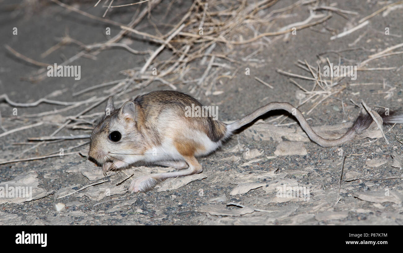 Northern three toed jerboa hi-res stock photography and images - Alamy