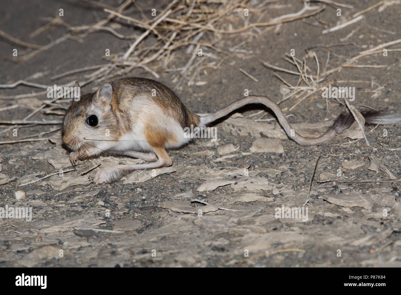 Northern three toed jerboa hi-res stock photography and images - Alamy