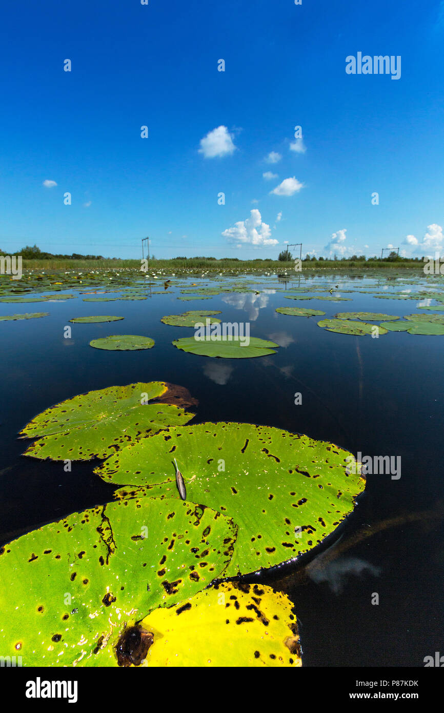 Gele plomp hi-res stock photography and images - Alamy