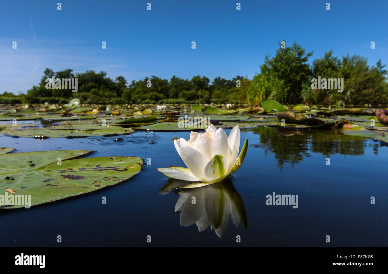 Waterlelie hi-res stock photography and images - Alamy