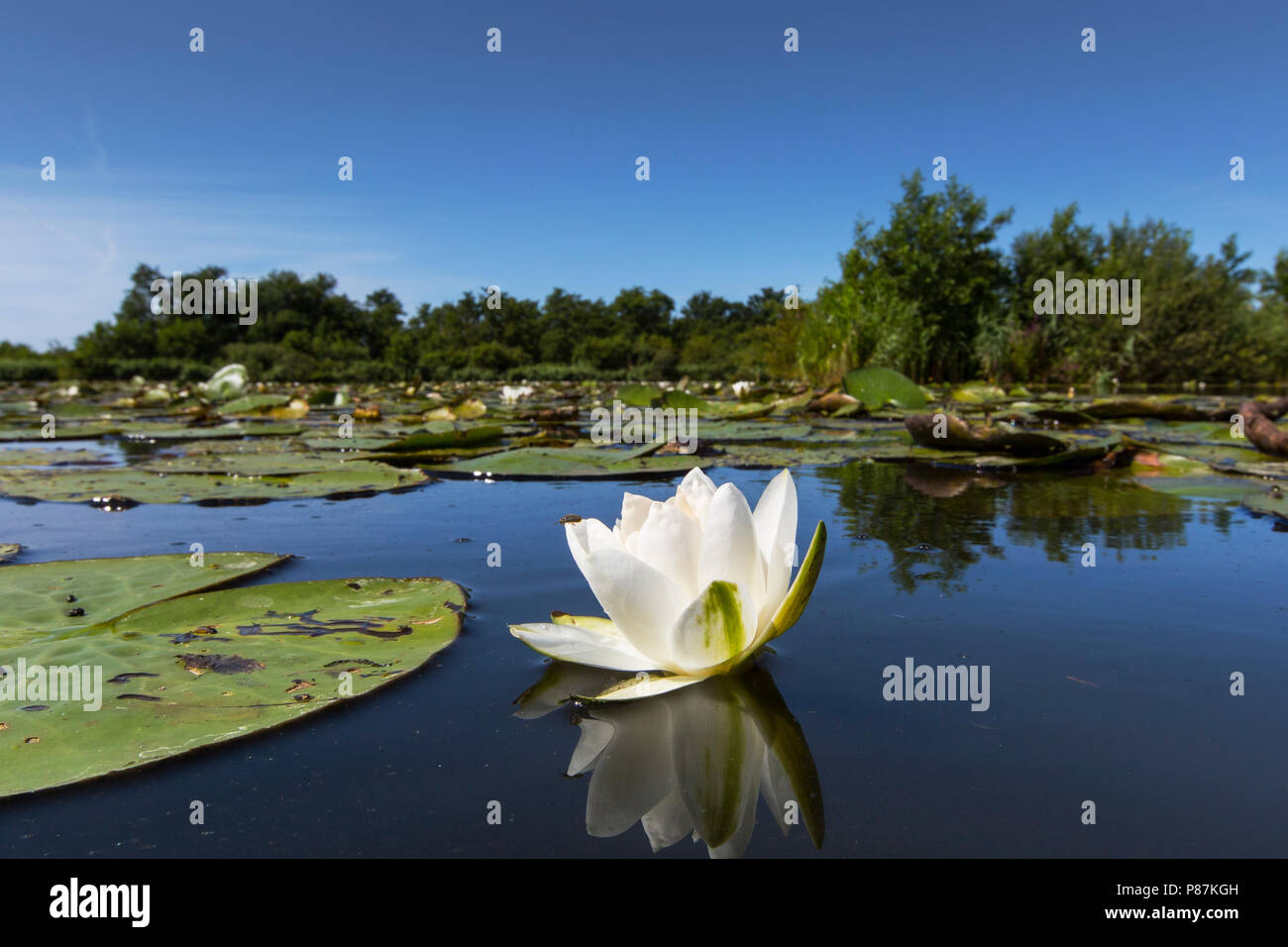 Witte waterlelie, White Water-lily Stock Photo - Alamy