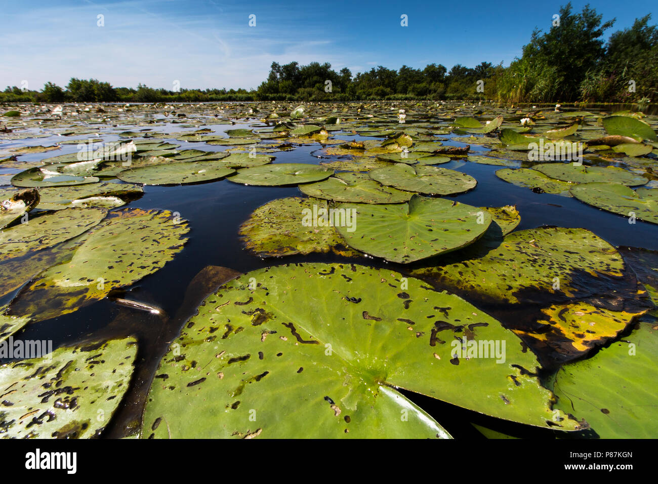 Witte van hi-res stock photography and images - Alamy
