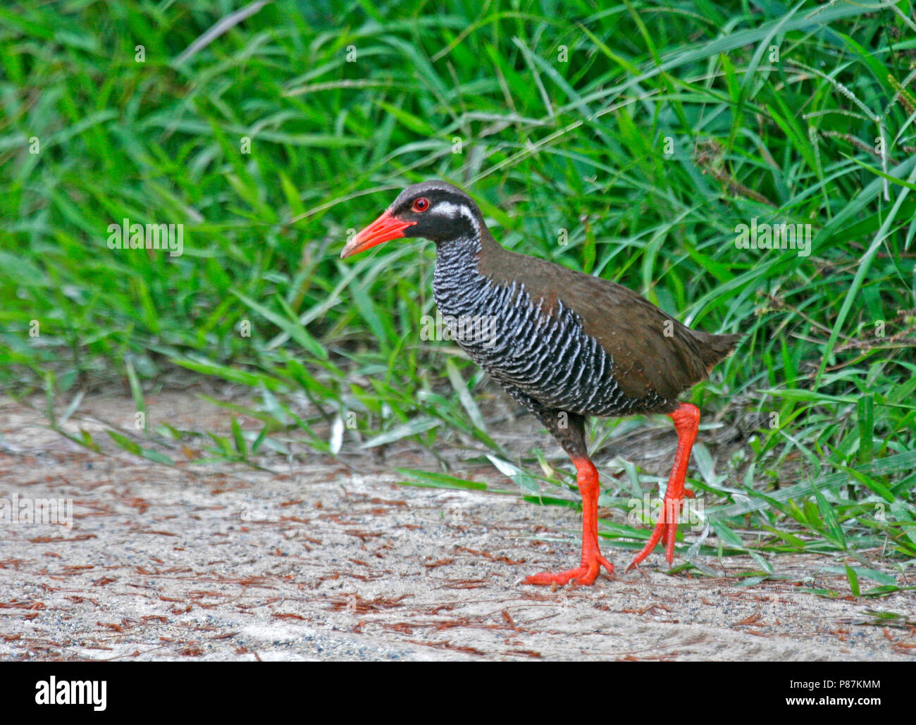 Adult Okinawa Rail (Hypotaenidia okinawae) walking along the road on ...