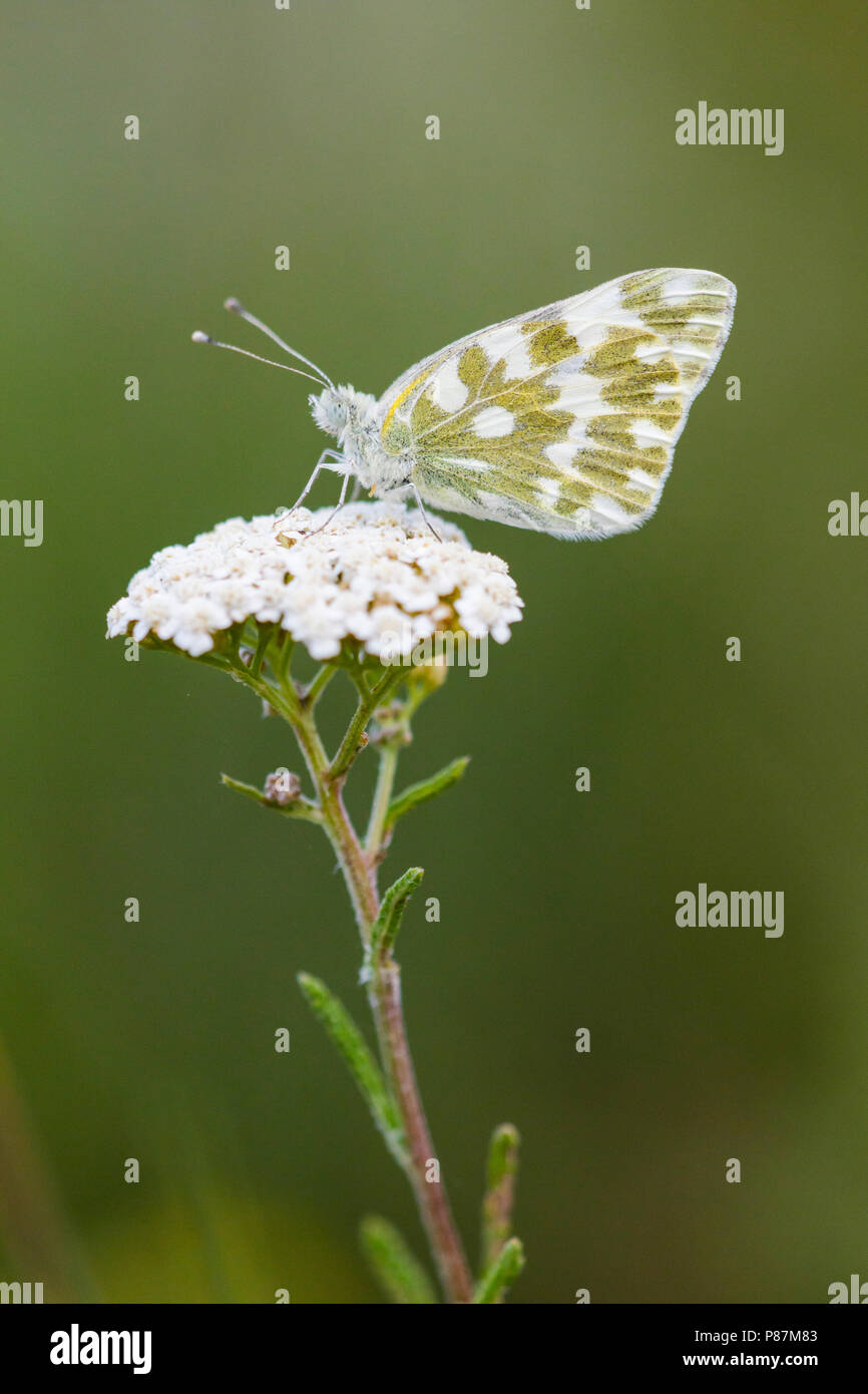 Eastern bath white butterfly hi-res stock photography and images - Alamy