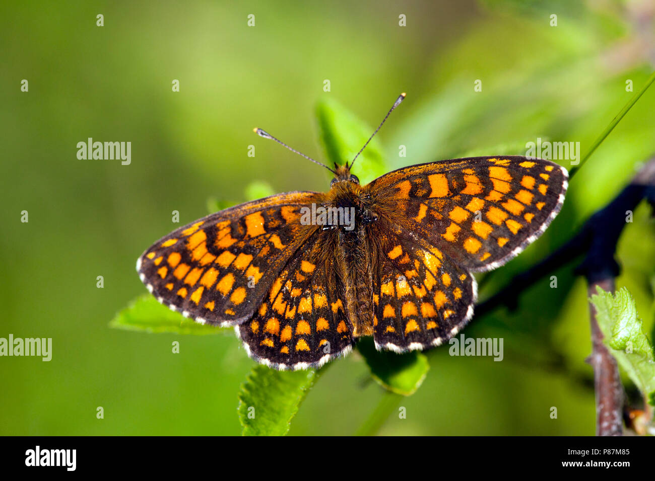 Assmanns fritillary butterfly melitaea britomartis hi-res stock ...