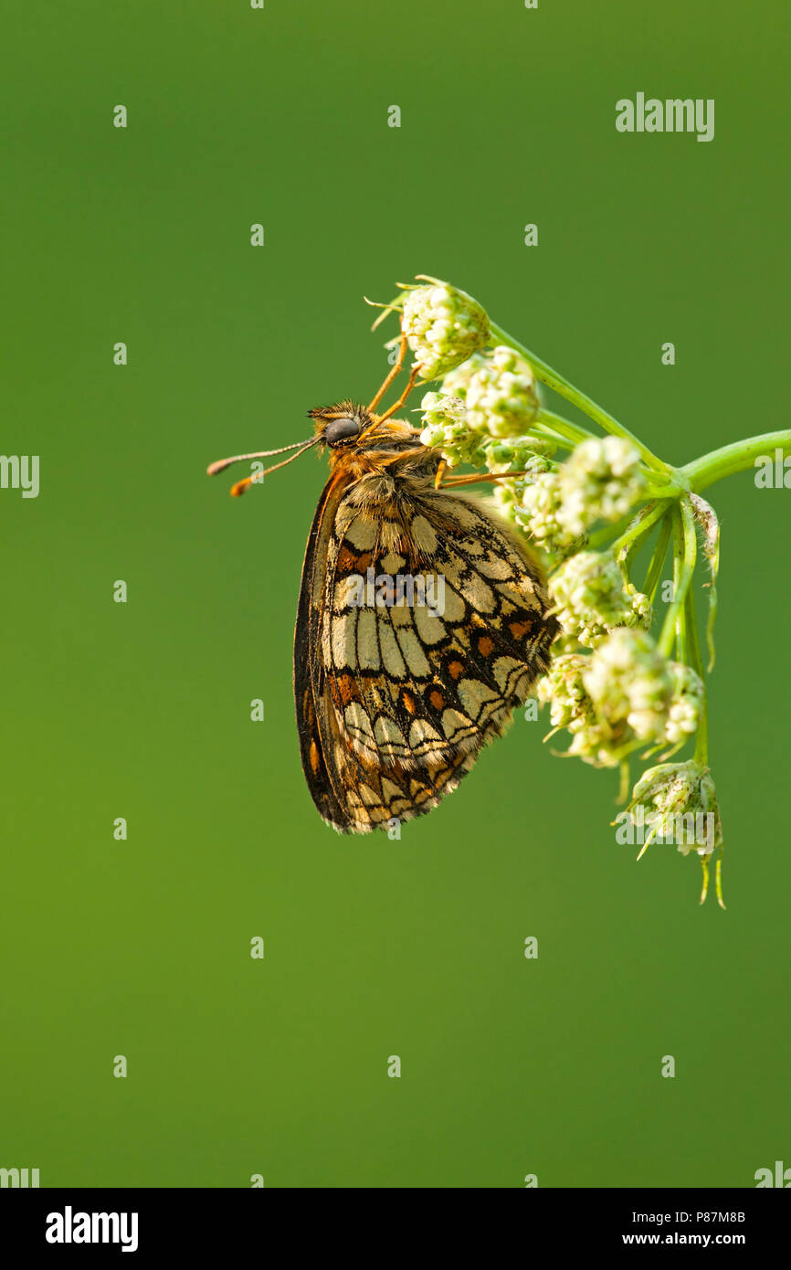 Assmanns fritillary butterfly melitaea britomartis hi-res stock ...