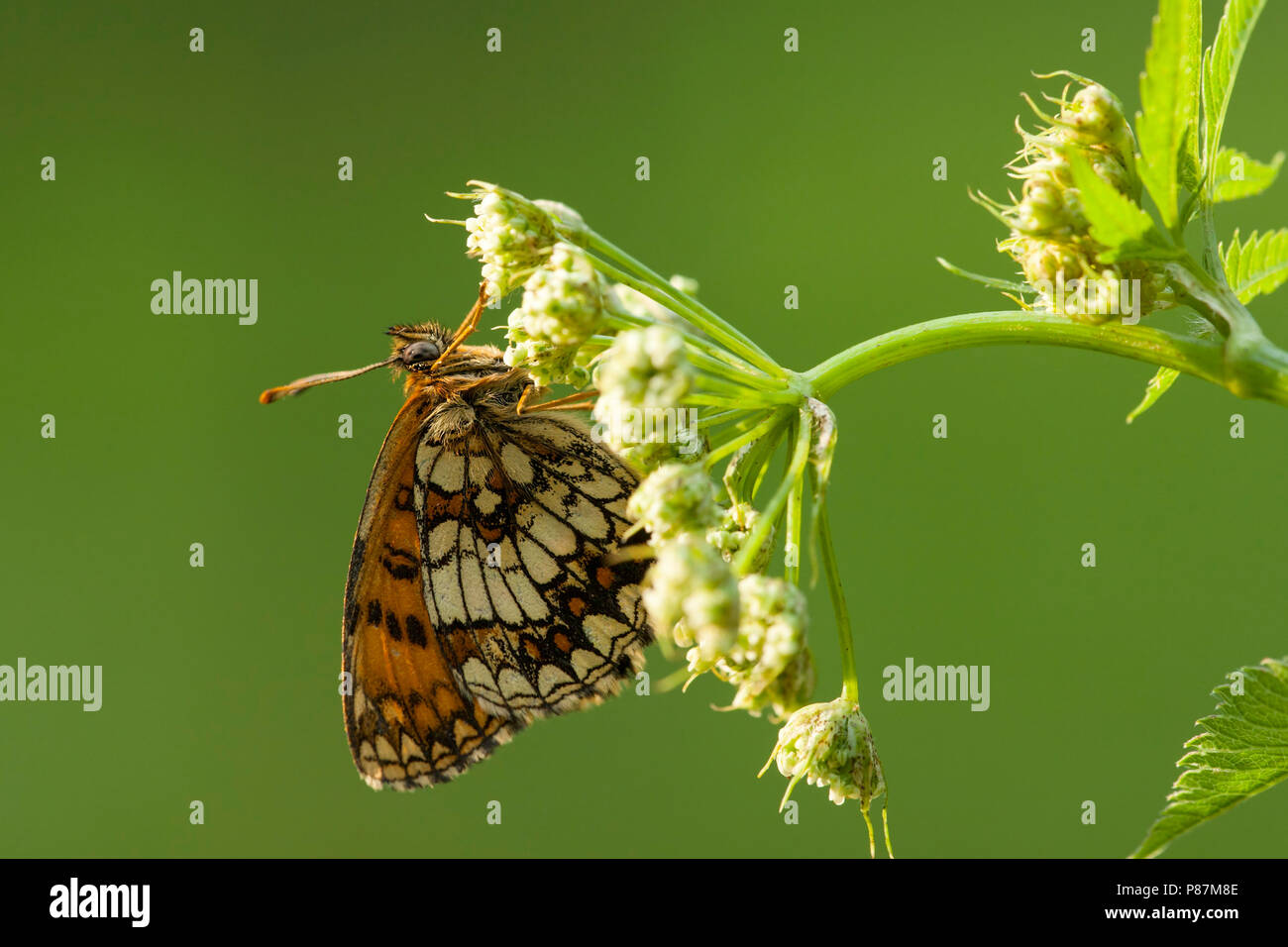 Assmanns fritillary butterfly melitaea britomartis hi-res stock ...