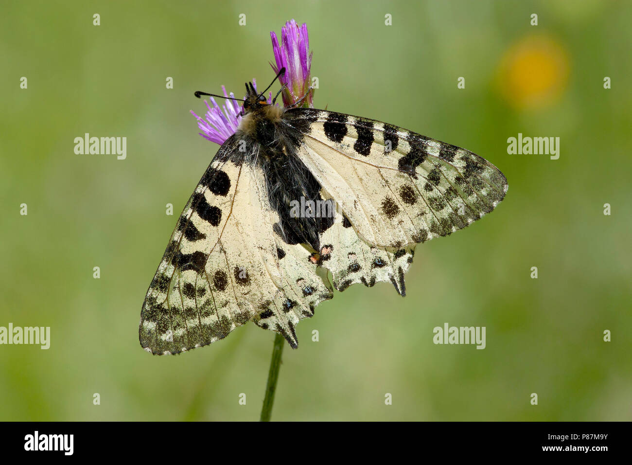 Oostelijke pijpbloemvlinder / Eastern Festoon (Zerynthia cerisy Stock ...