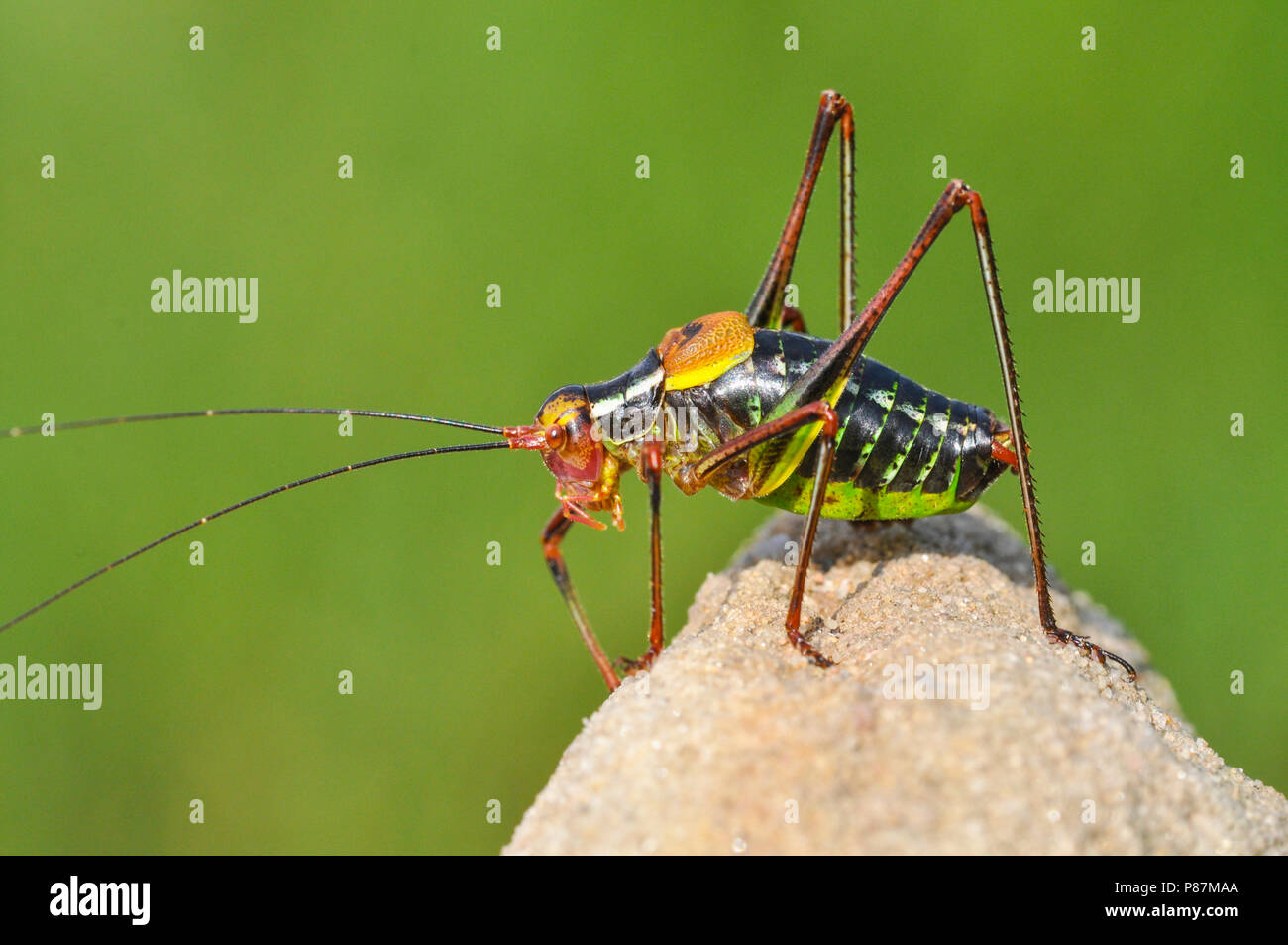 Striped bush cricket hi-res stock photography and images - Alamy