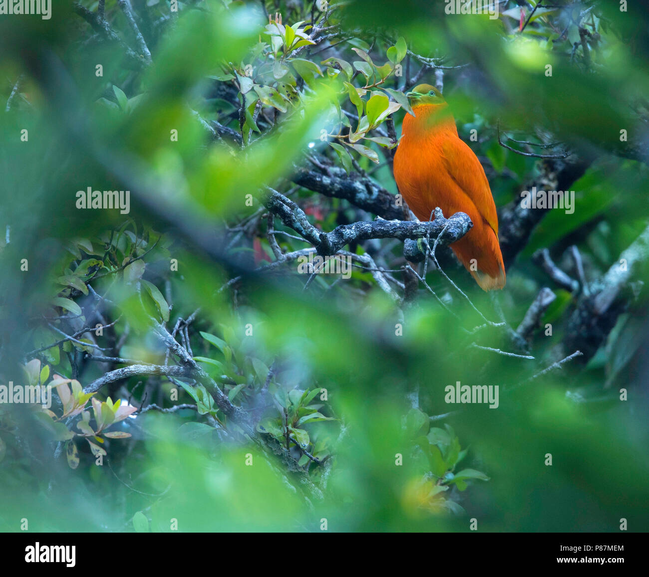 Orange Dove, Ptilinopus victor) one of the most colorful doves in the ...