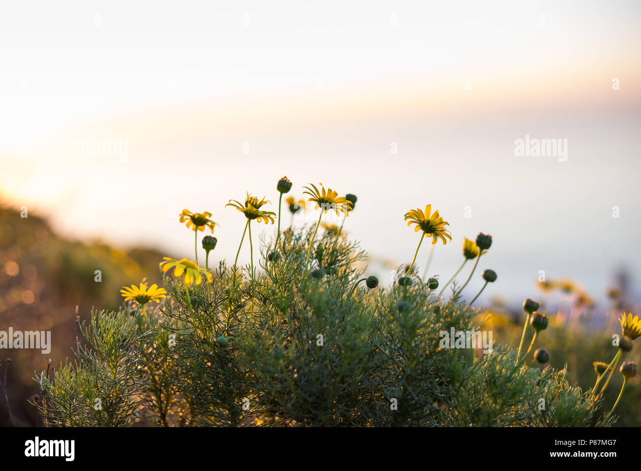 Yellow Daisy's with a golden sunset background warm colors close focus ...