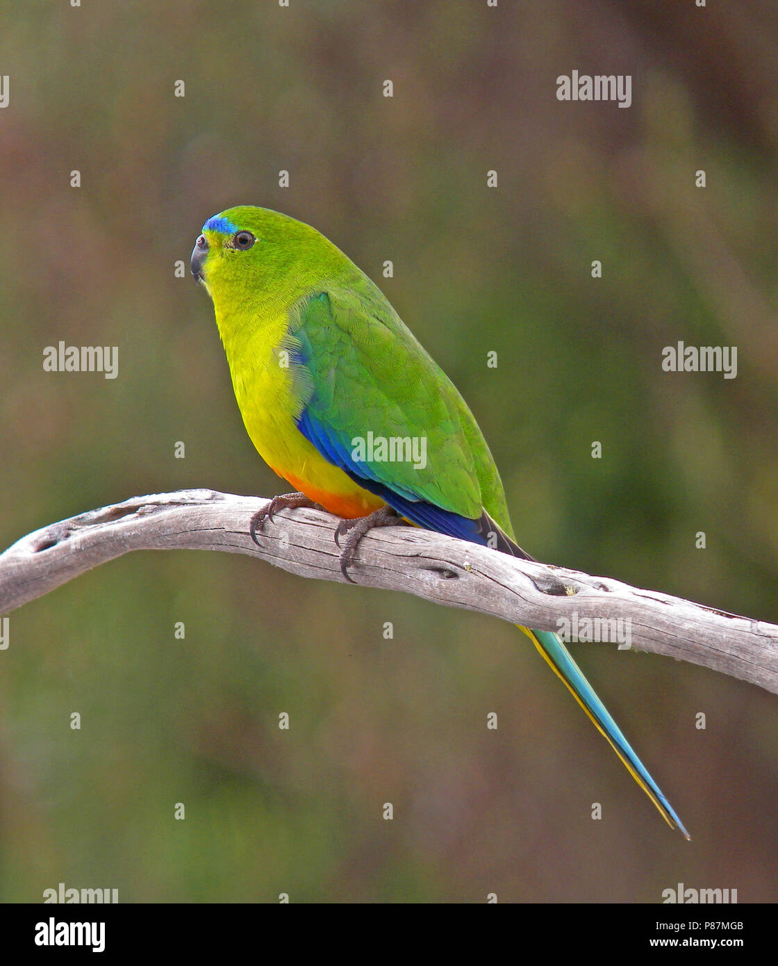 Neophema High Resolution Stock Photography and Images - Alamy