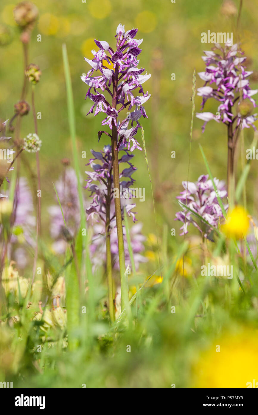 Soldaatje hi-res stock photography and images - Alamy
