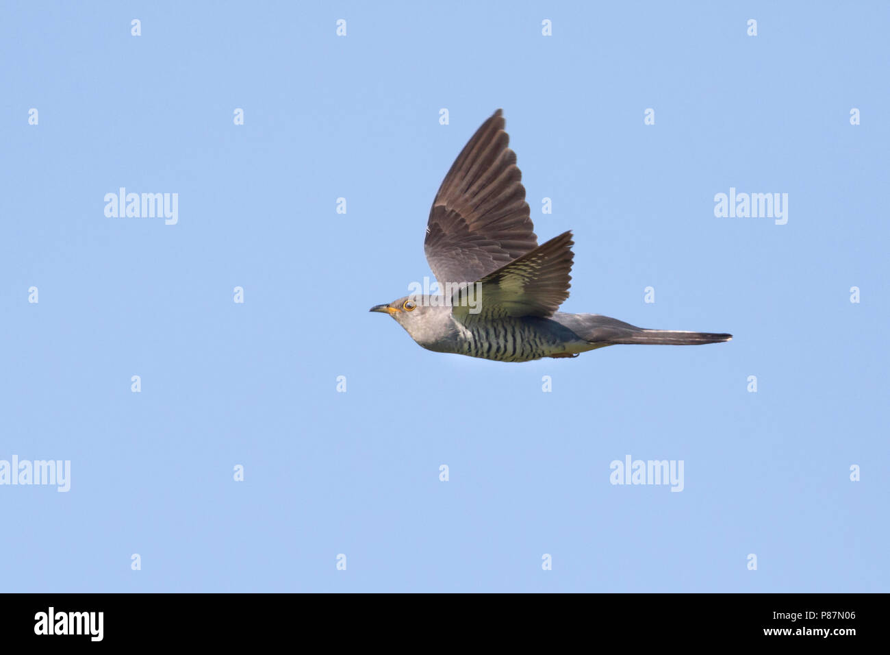 Adult male cuckoo hi-res stock photography and images - Alamy