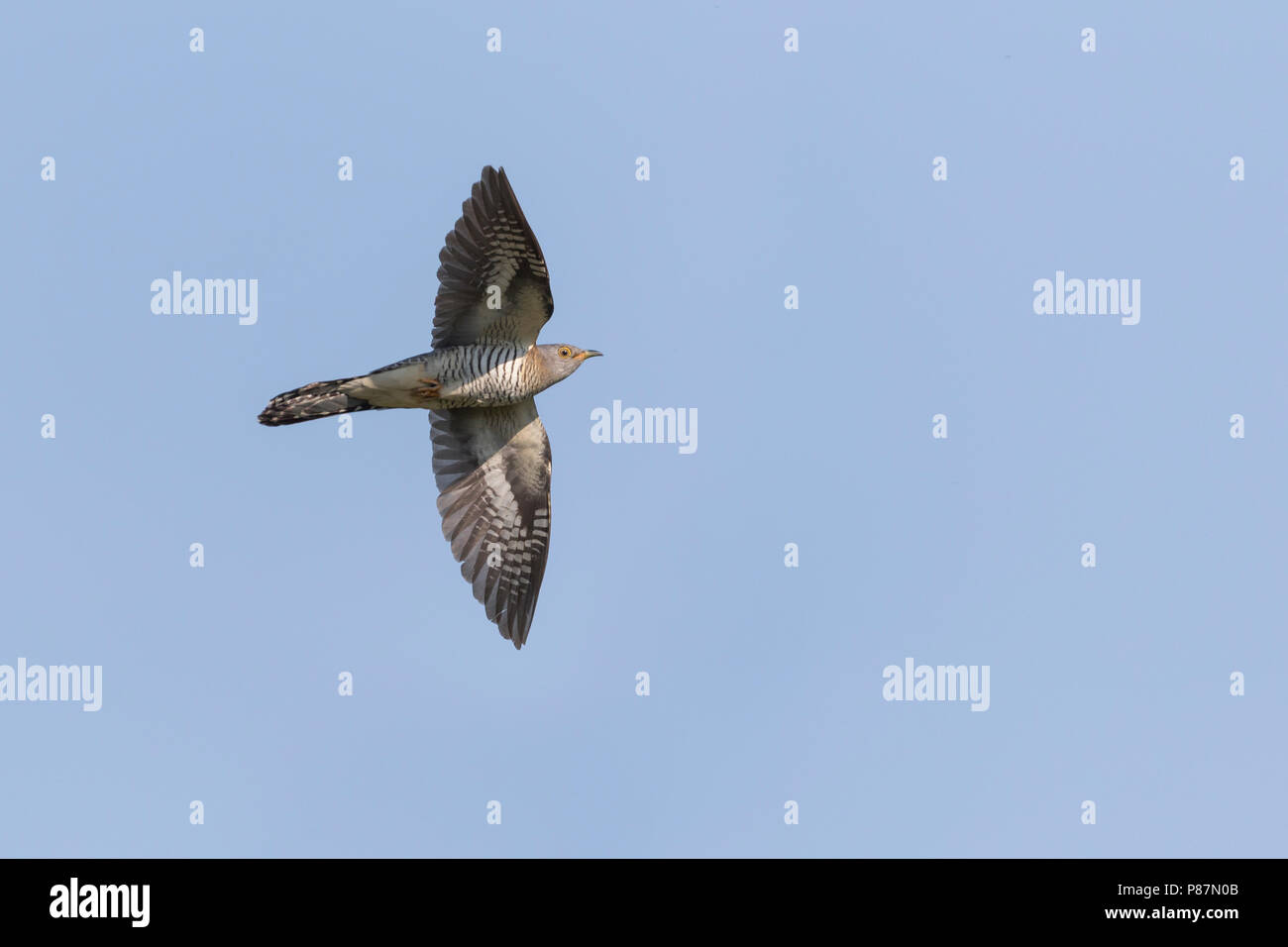 Oriental Cuckoo - Hopfkuckuck - Cuculus saturatus ssp. optatus, Russia ...