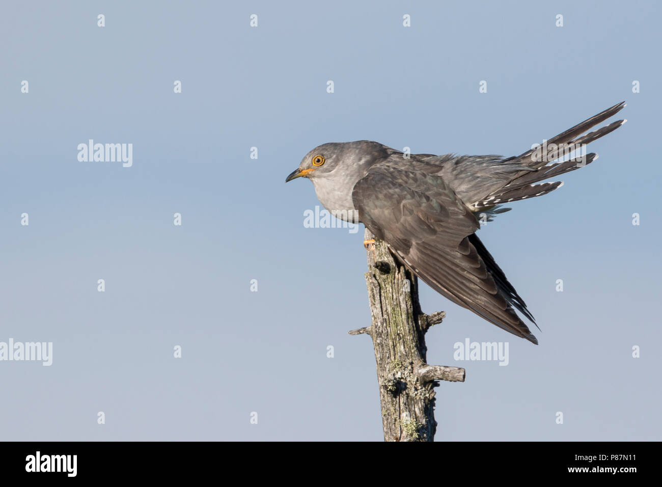 Oriental Cuckoo - Hopfkuckuck - Cuculus saturatus ssp. optatus, Russia ...