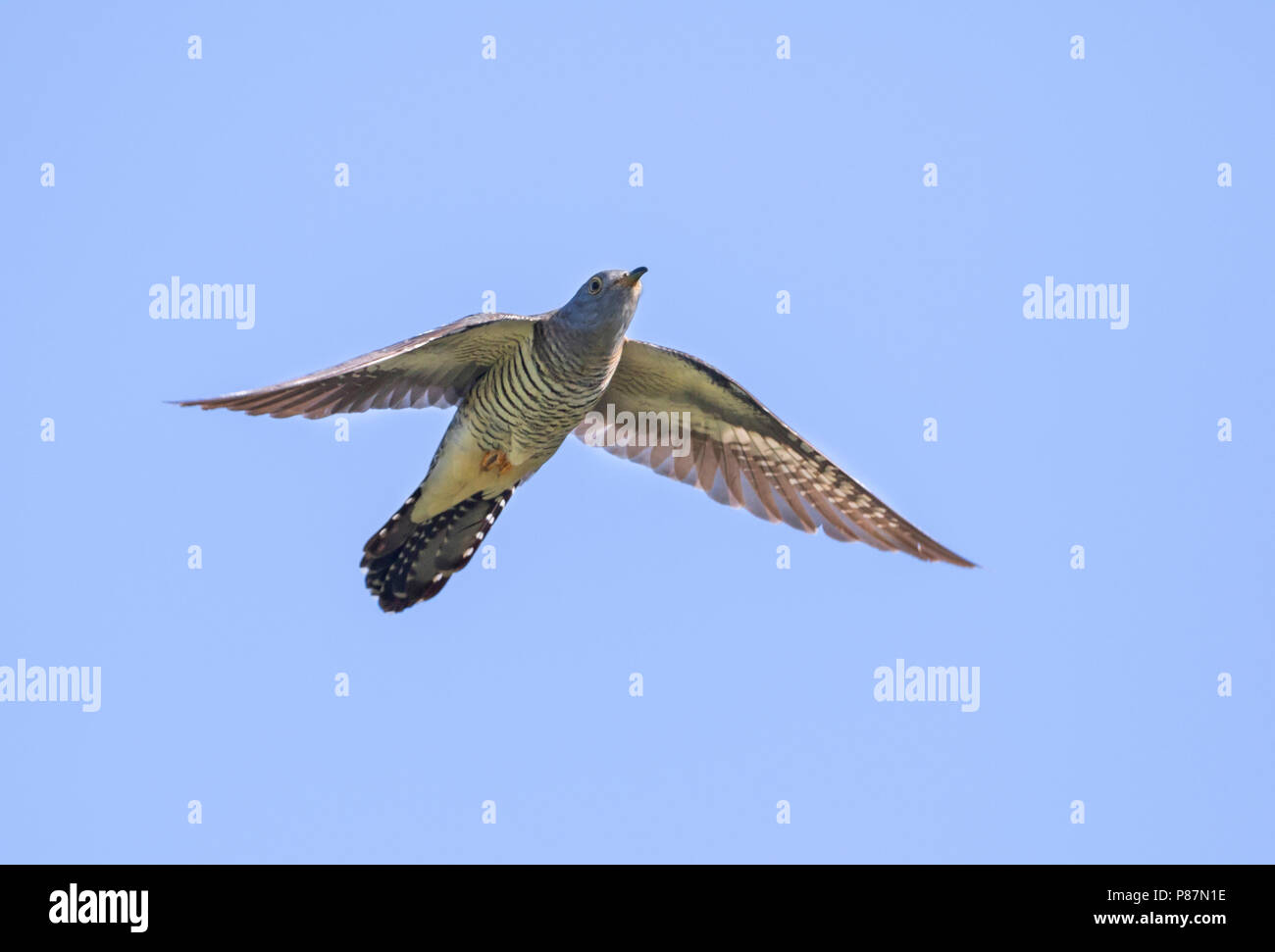 Oriental Cuckoo - Hopfkuckuck - Cuculus saturatus ssp. optatus, Russia ...