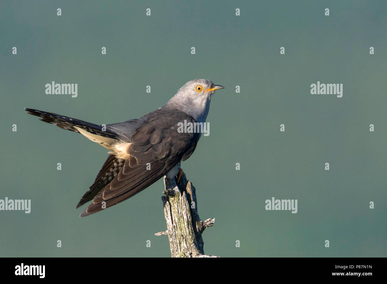 Oriental Cuckoo - Hopfkuckuck - Cuculus saturatus ssp. optatus, Russia ...
