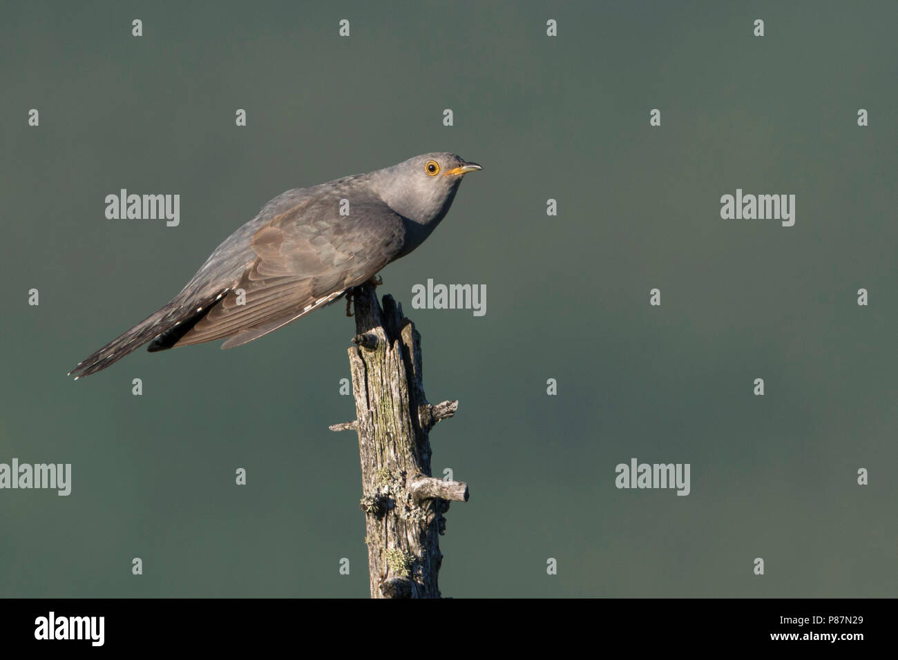 Oriental Cuckoo - Hopfkuckuck - Cuculus saturatus ssp. optatus, Russia ...