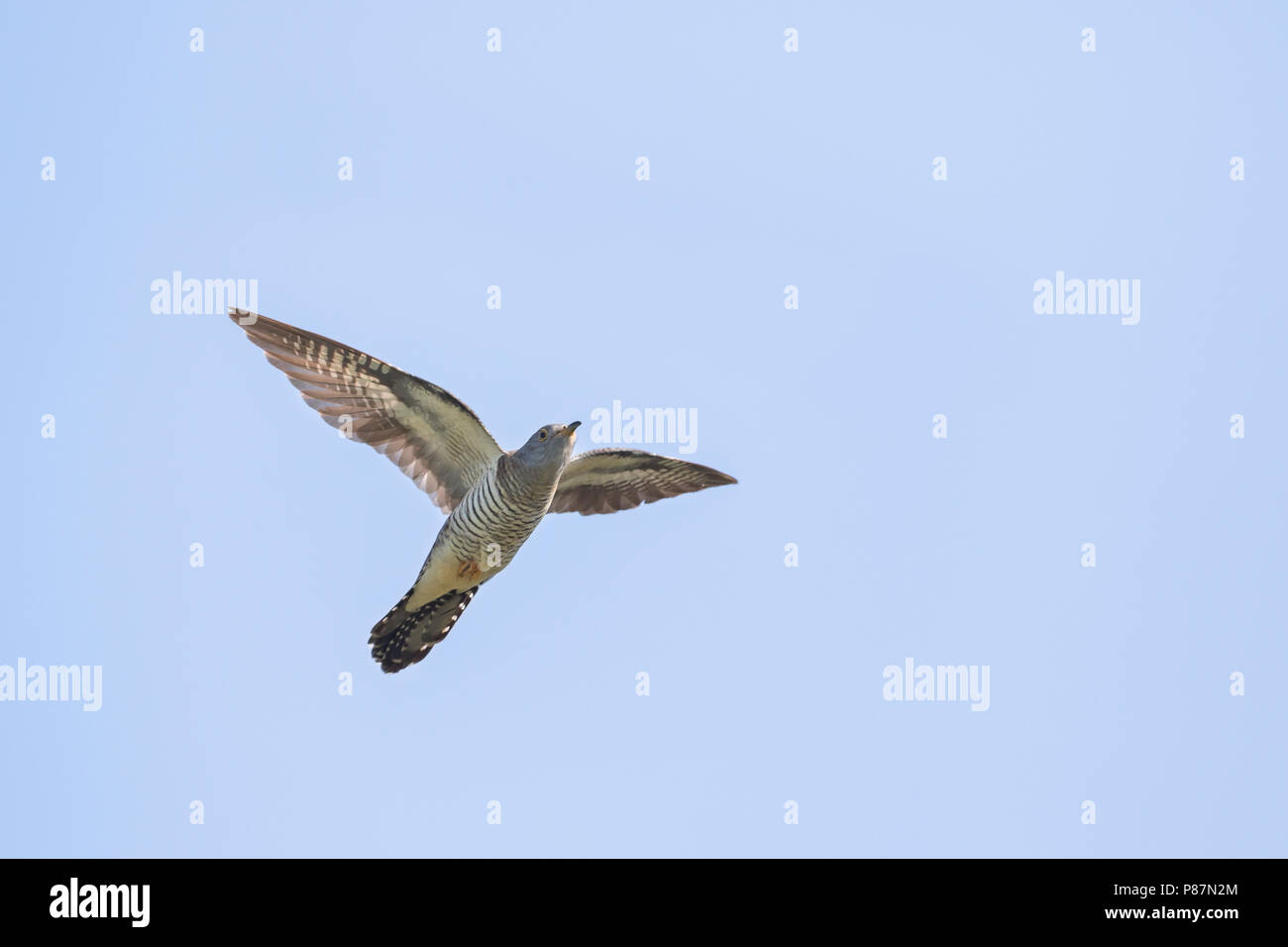 Oriental Cuckoo - Hopfkuckuck - Cuculus saturatus ssp. optatus, Russia ...