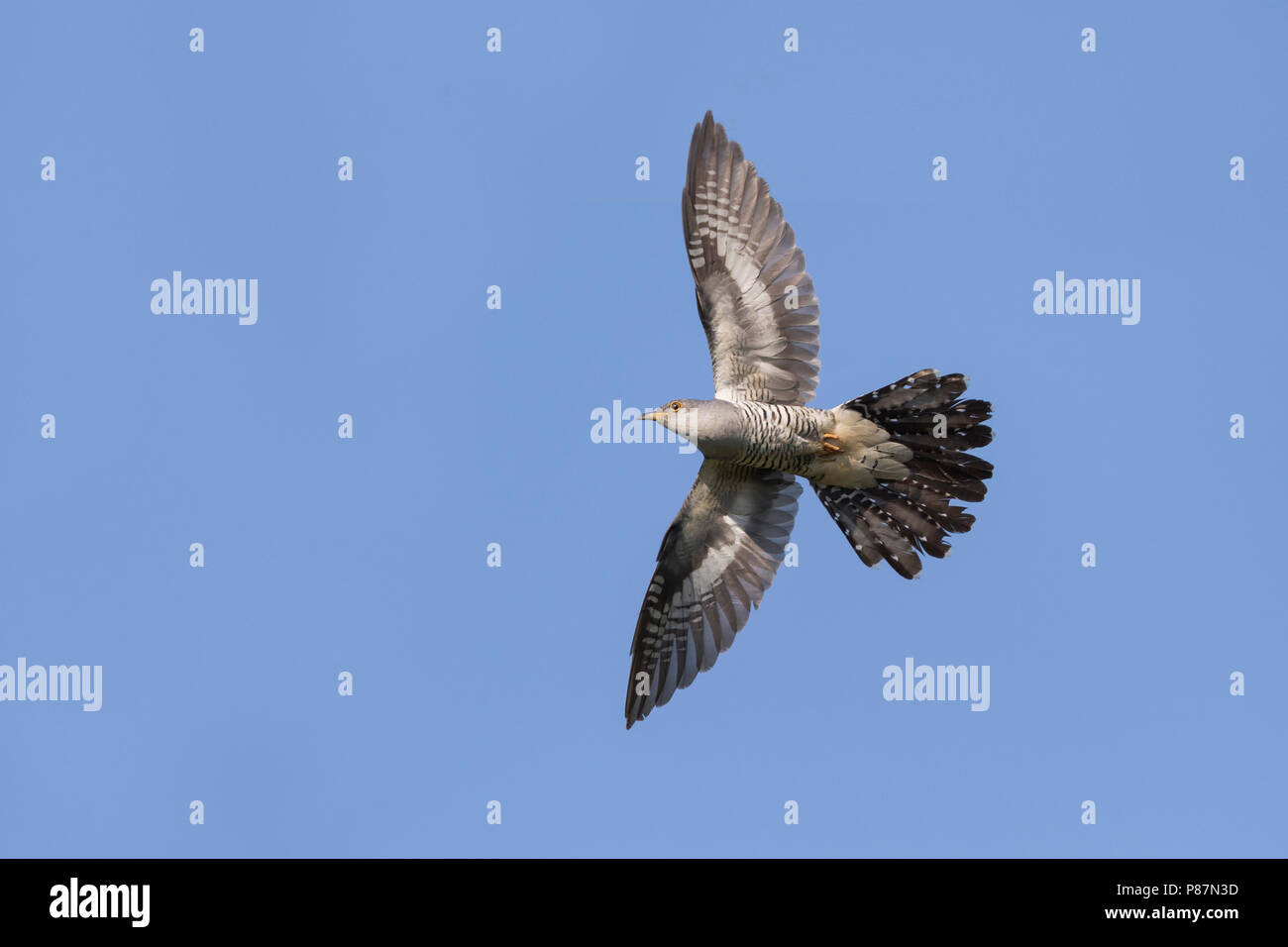 Oriental Cuckoo - Hopfkuckuck - Cuculus saturatus ssp. optatus, Russia ...