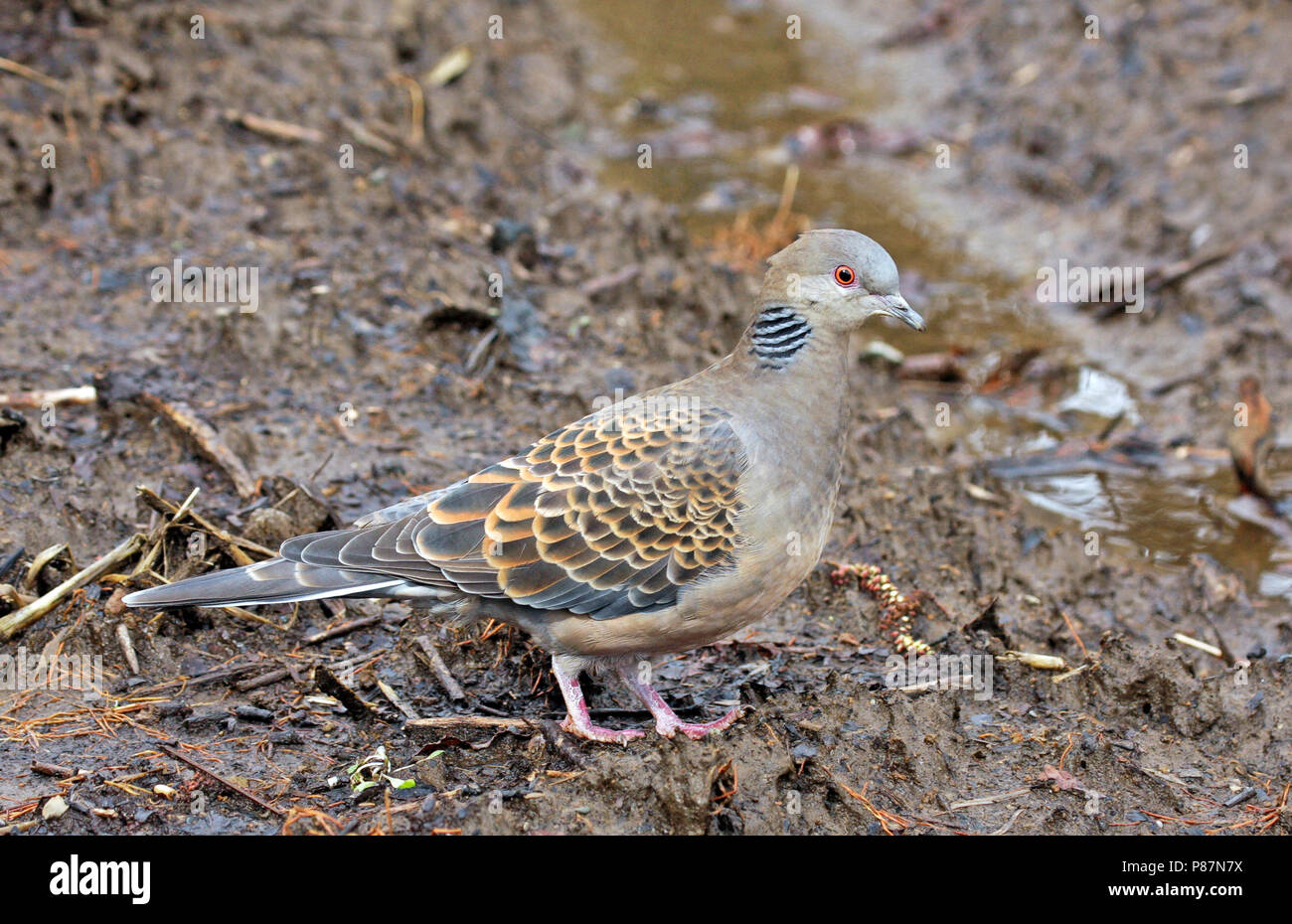 Oriental Turtle Dove (Streptopelia orientalis) wintering in Japan Stock ...