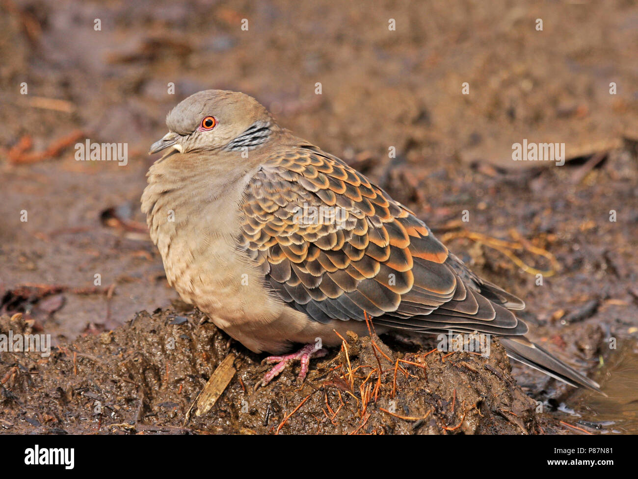 Oriental Turtle Dove (Streptopelia orientalis) wintering in Japan Stock ...