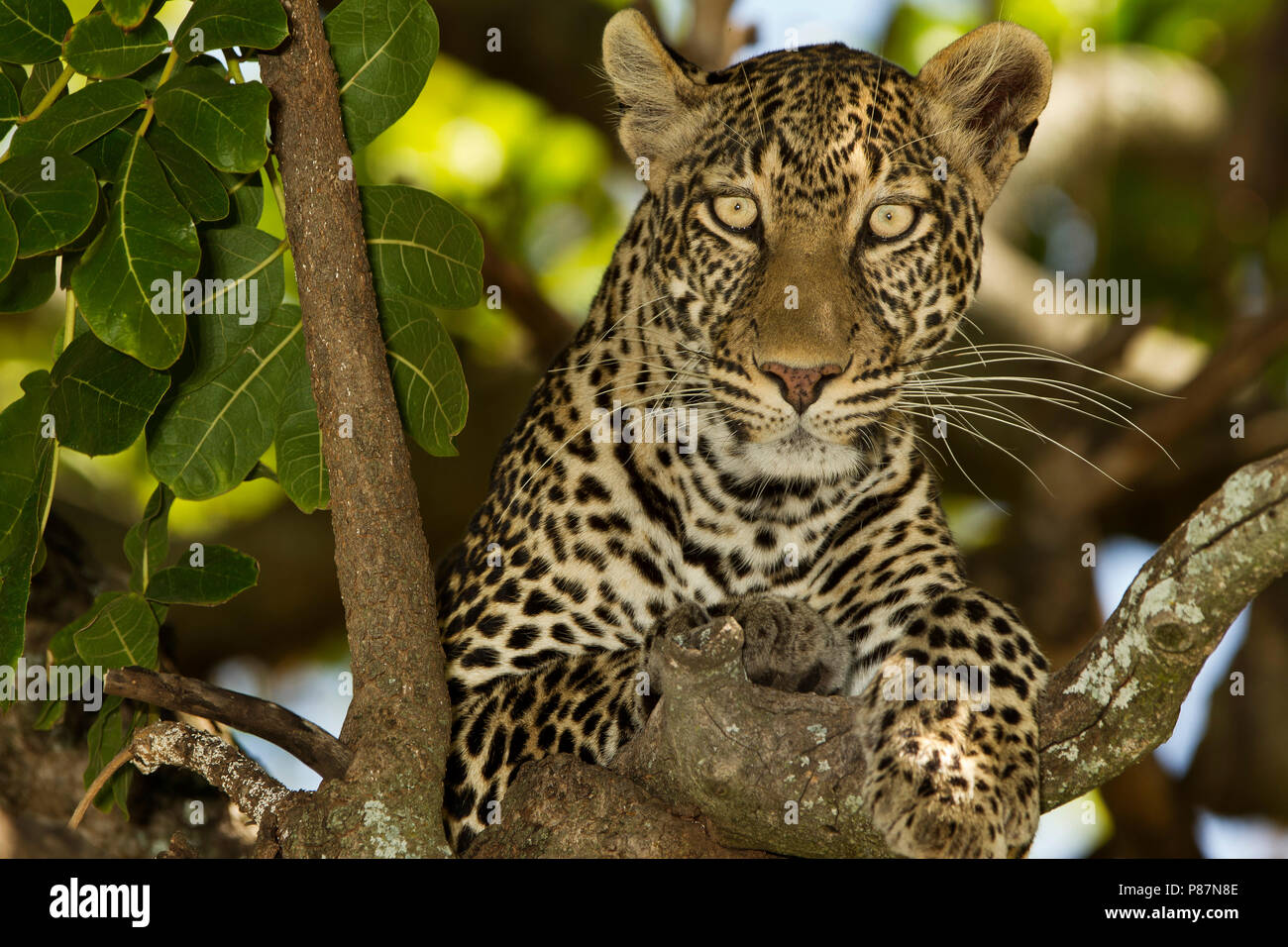 Female leopard on a tree hi-res stock photography and images - Alamy