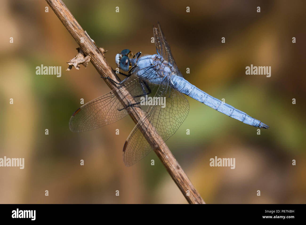 Southern skimmer hi-res stock photography and images - Alamy