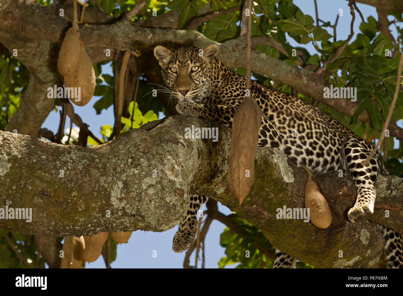 Female leopard hi-res stock photography and images - Alamy