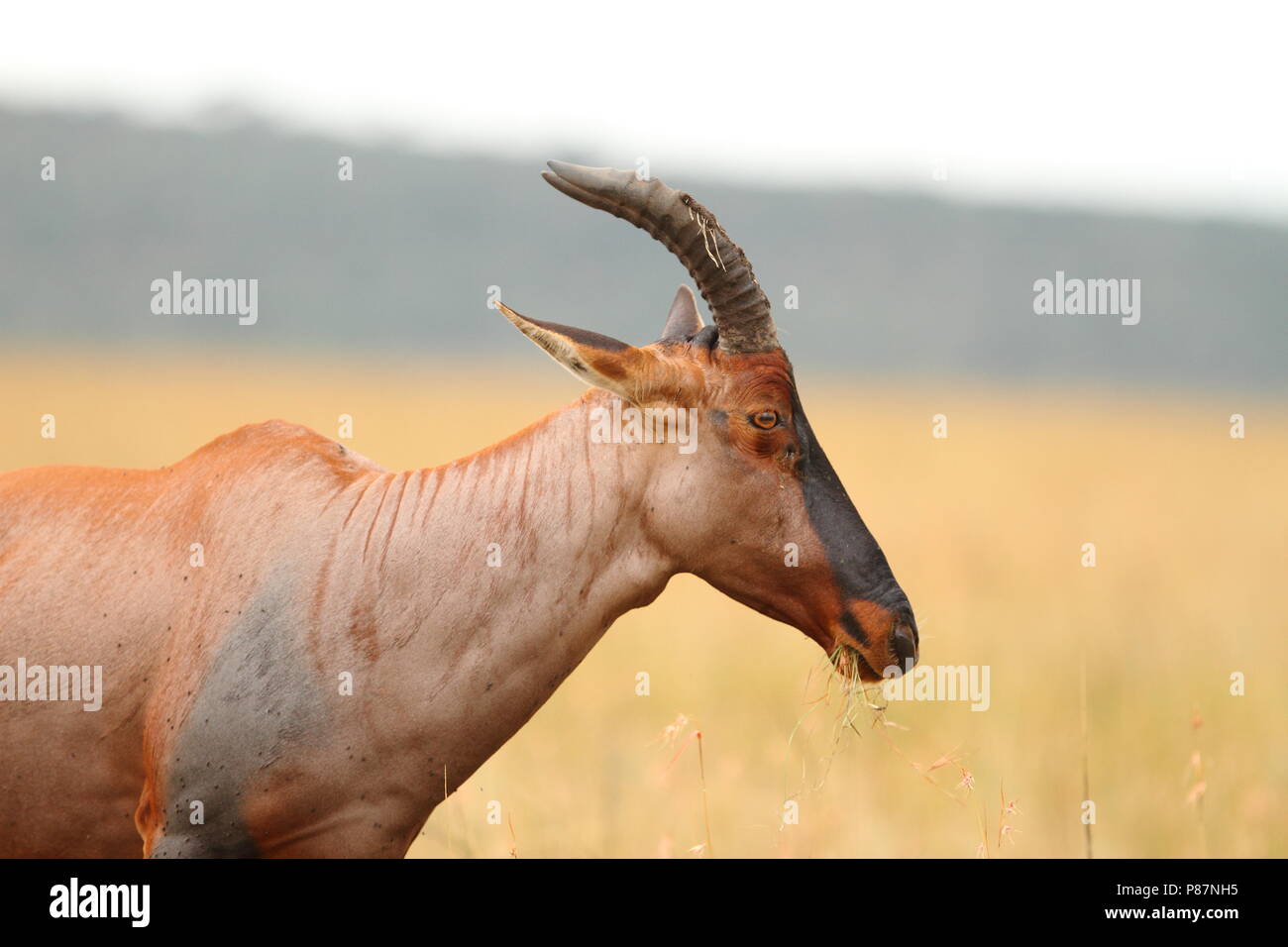 African topi hi-res stock photography and images - Alamy