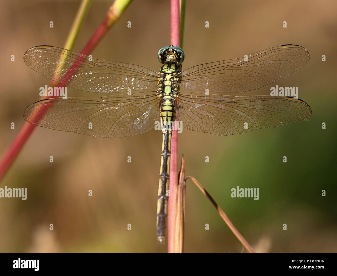 Spectacled hi-res stock photography and images - Alamy