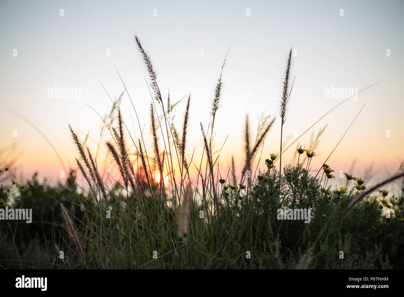 Plants and Flowers against golden light sunset in the horizon Stock ...