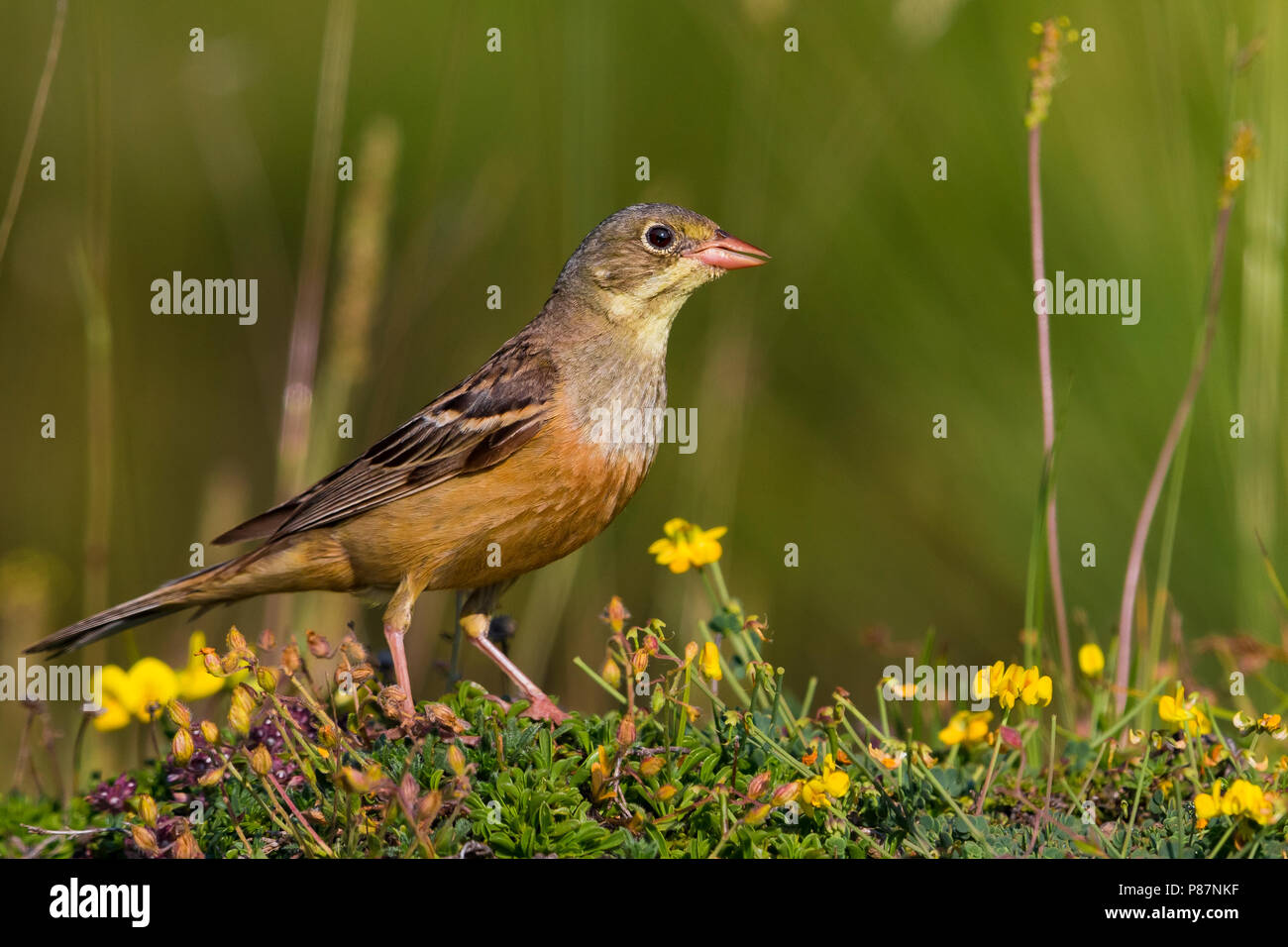 Ortolaan; Ortolan Bunting; Emberiza hortulana Stock Photo - Alamy